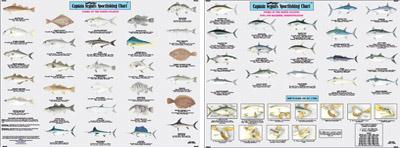 Capt Segull's Fishes Of The North Atlantic Chart – Fisherman's Headquarters